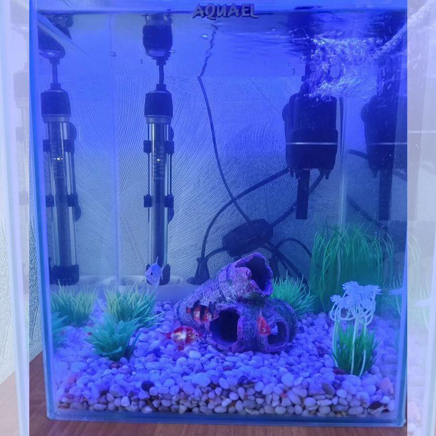 Аквариумные рыбки