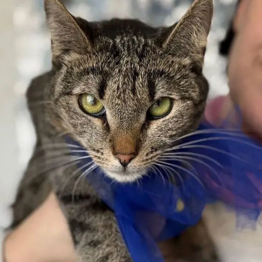 Взрослая, кошка в добрые руки