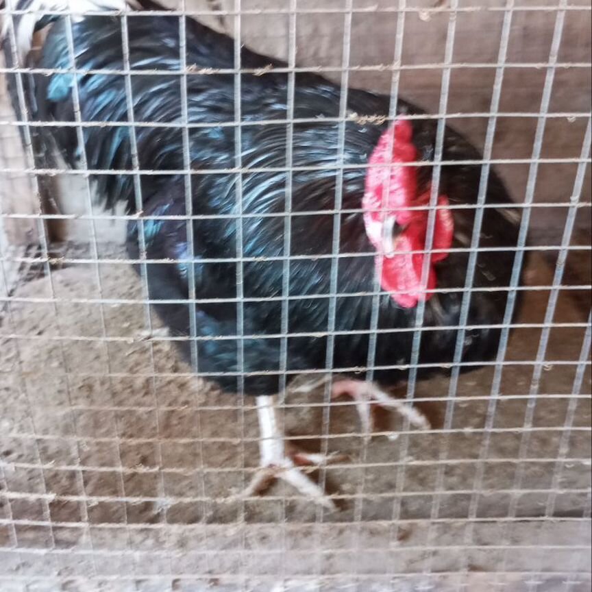 Молодые петухи