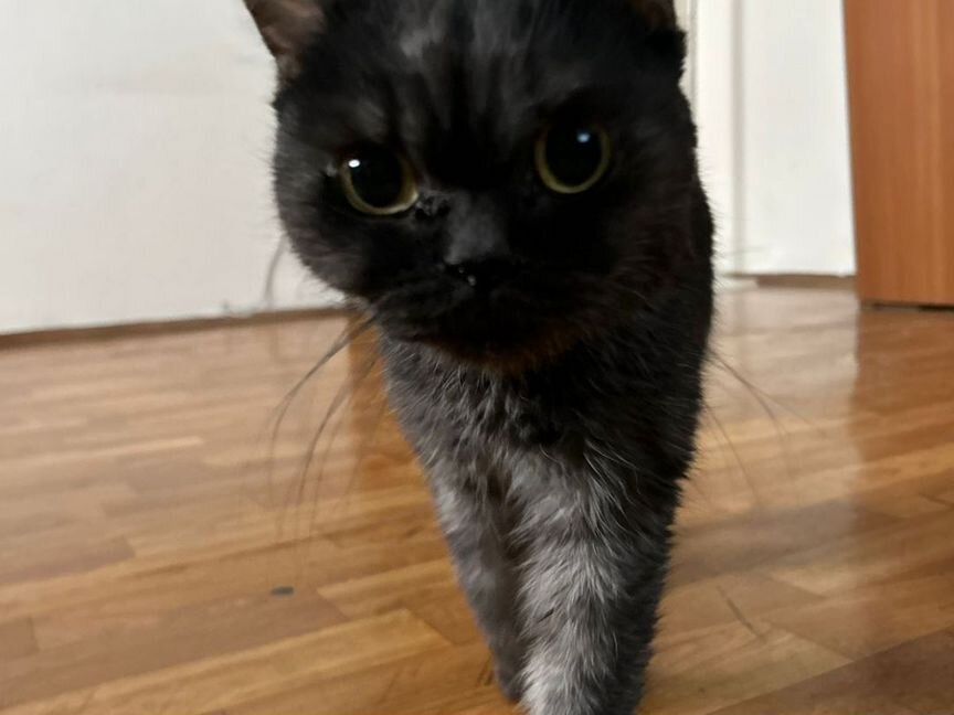 Котик некрупный