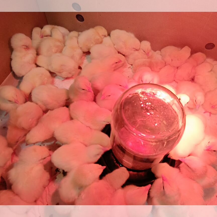 Цыплята бройлеры подрощенные