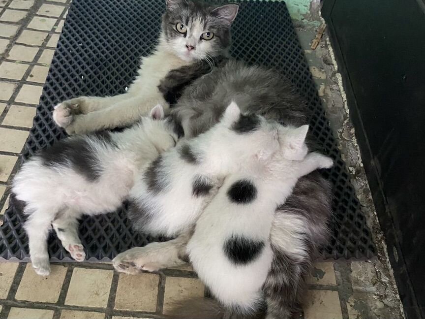 Отдаем котят в добрые руки, 2 девочки, 1 мальчик