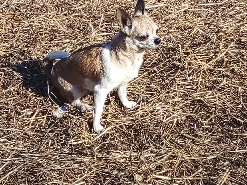 Красотка чихуахуа