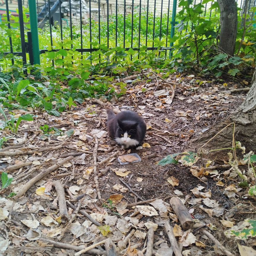 Пристройство кошек