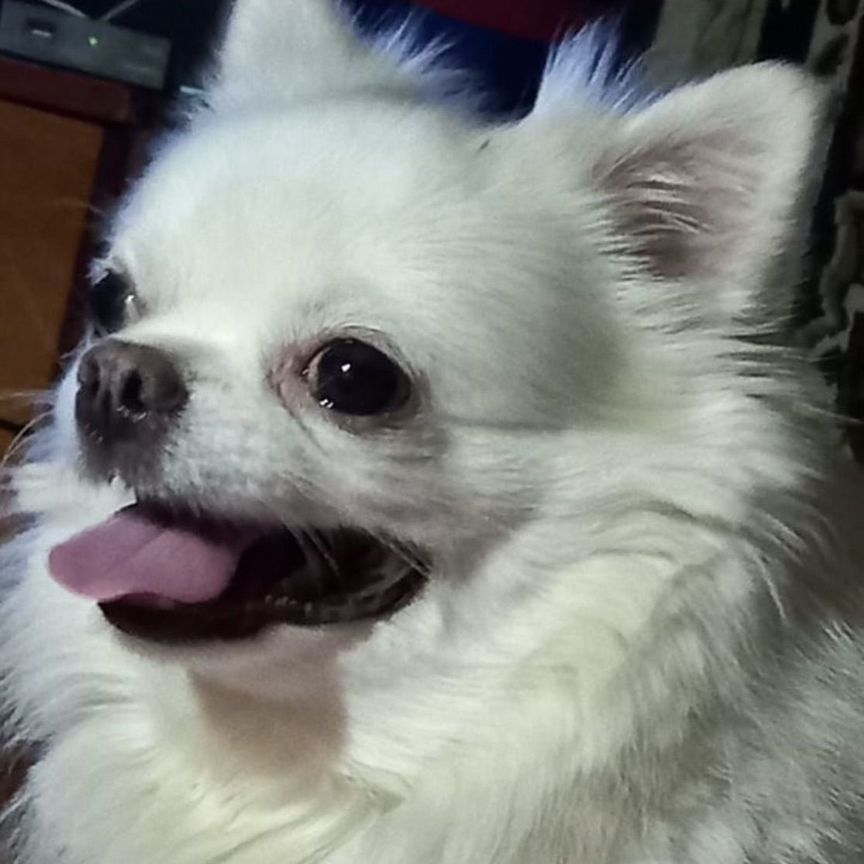 Щенки чихуахуа