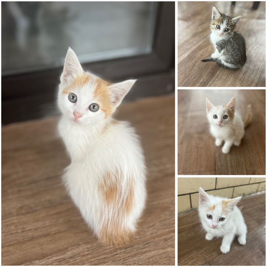 Котята в добрые руки