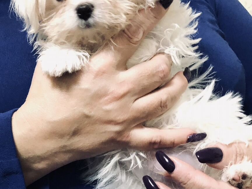 Микро мальчик РКФ мальтезе