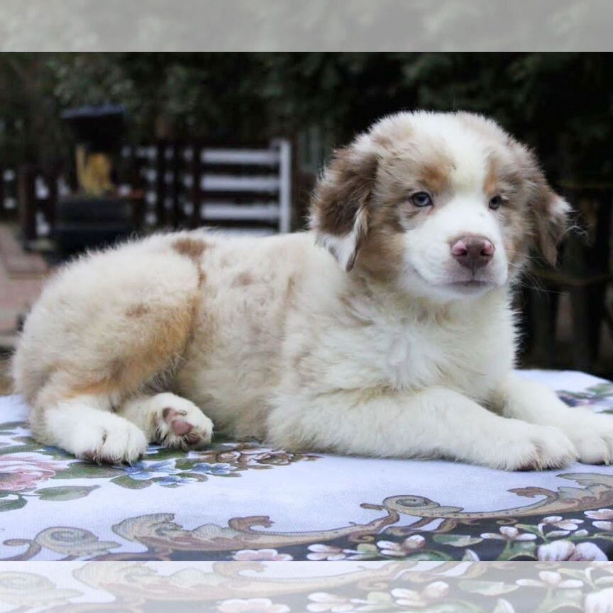 Щенки Австралийской Овчарки