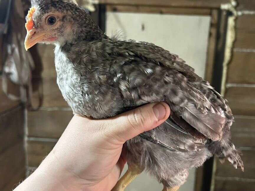 Петушки легбар кремовый