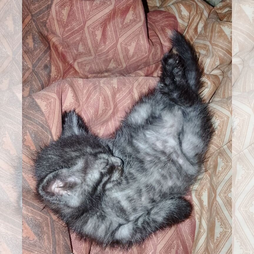 Котёнок в добрые руки