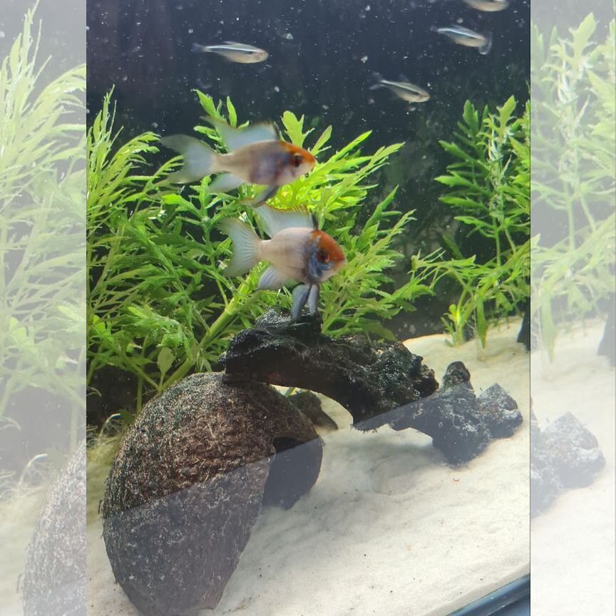 Апистограммы электрик блю