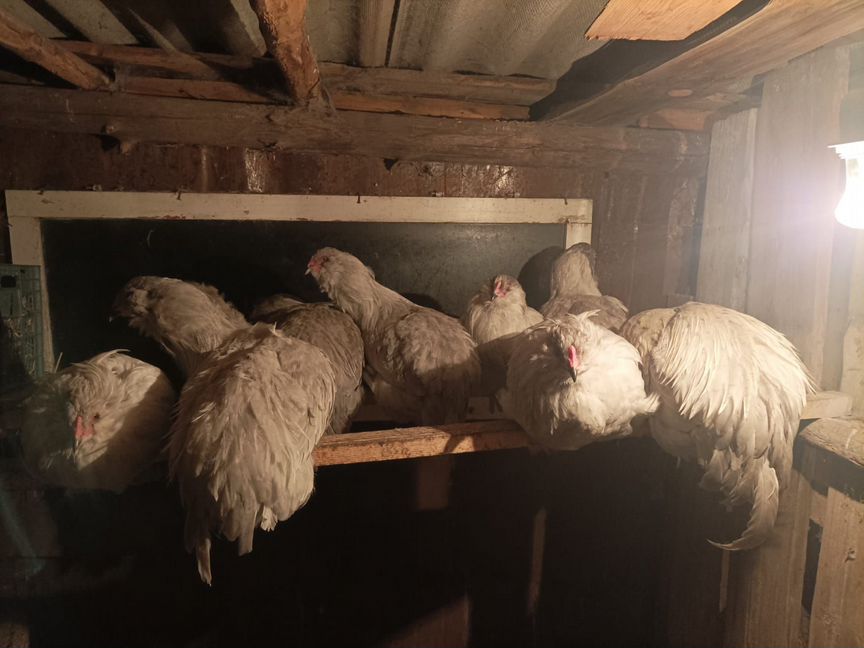 Продам петуха порода "Амераукана Лаванда"