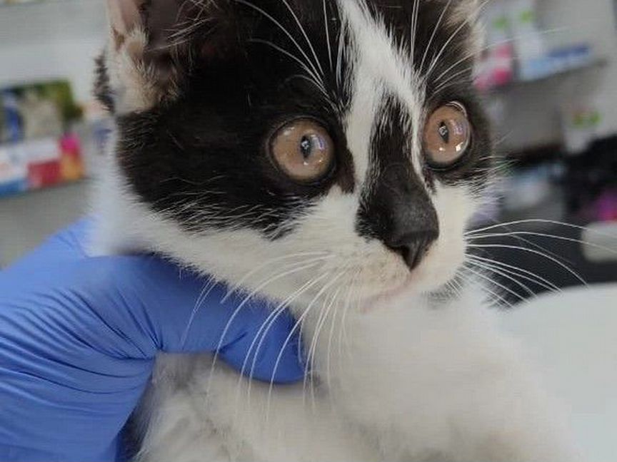 Котенок Бэкки