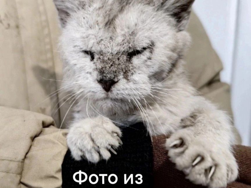 Томас начинает новую жизнь и ищет хозяйку
