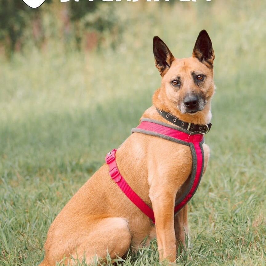 Ищем дом для Василисы — статной красавицы