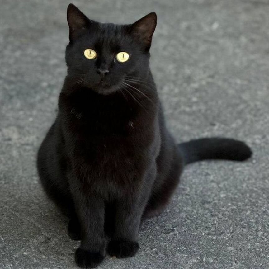 Взрослая кошка в добрые руки