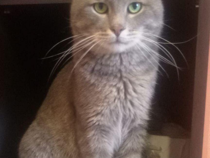 Котики бесплатно