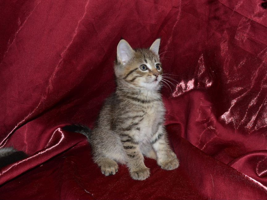 Котята мейн-кун