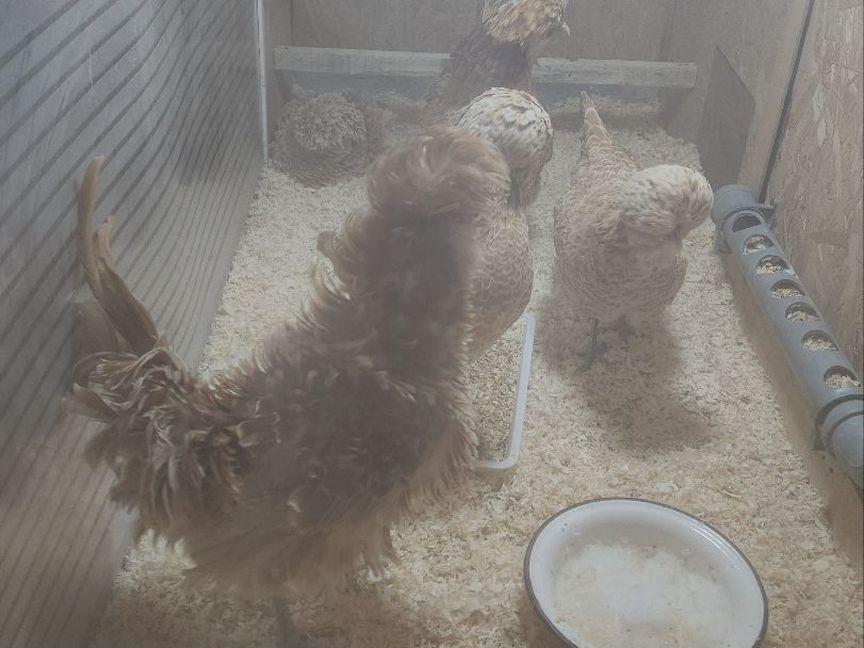 Молодые петухи