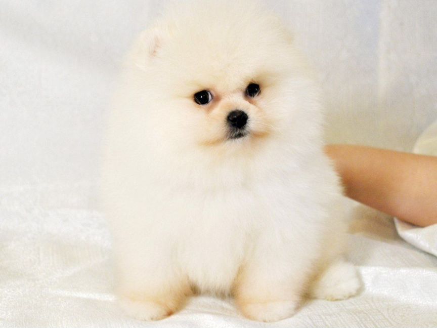 Померанский шпиц