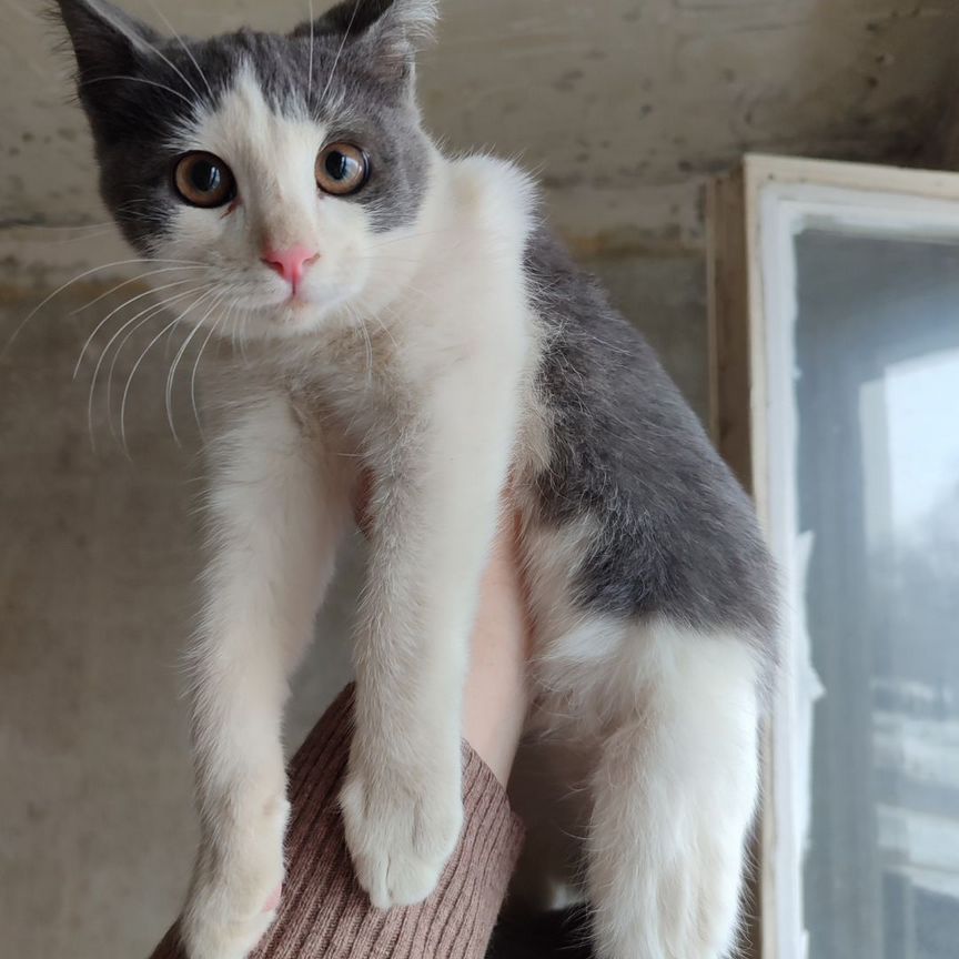 Котенок мальчик, спасённый с улицы в дар