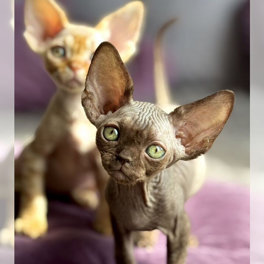 Котята девон-рекс