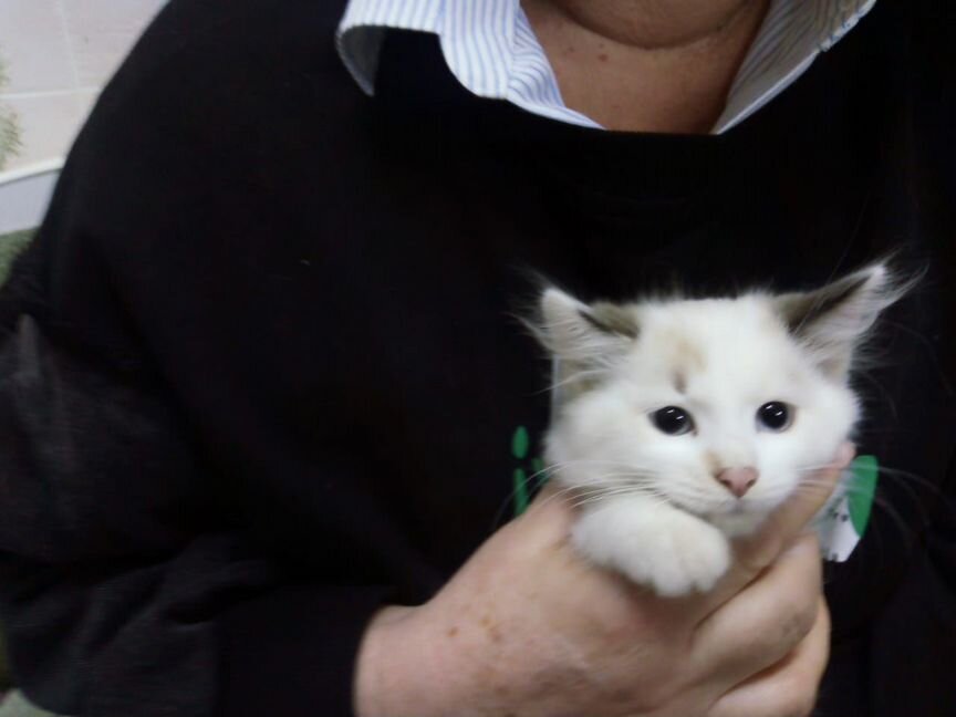 Котята в добрые руки бесплатно