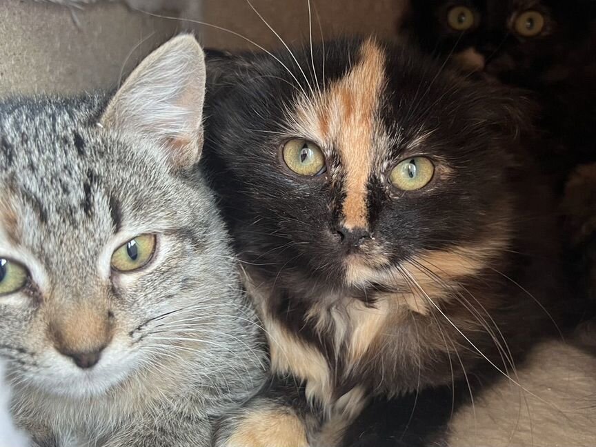 Котята пушистые в дар