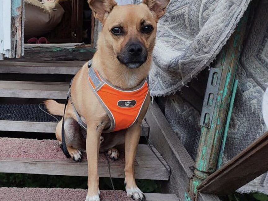 Собака в добрые руки отдам бесплатно