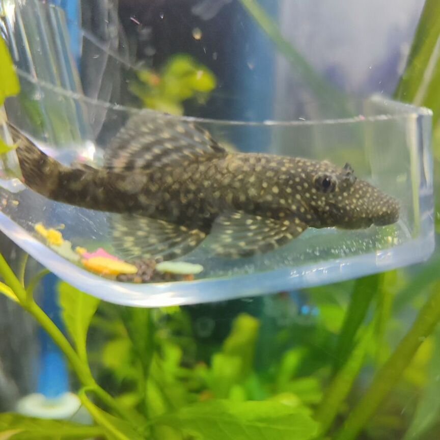 Продам сомиков