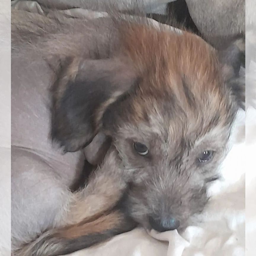 Китайская хохлатая, щенок