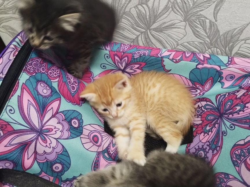 Кошки в добрые руки бесплатно