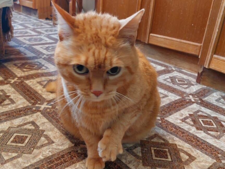 Рыжий кот