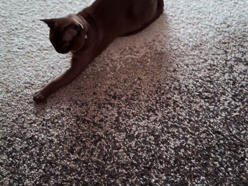 Вязка с котом