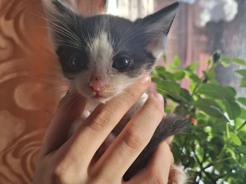 Котята в добрые руки 1 месяц