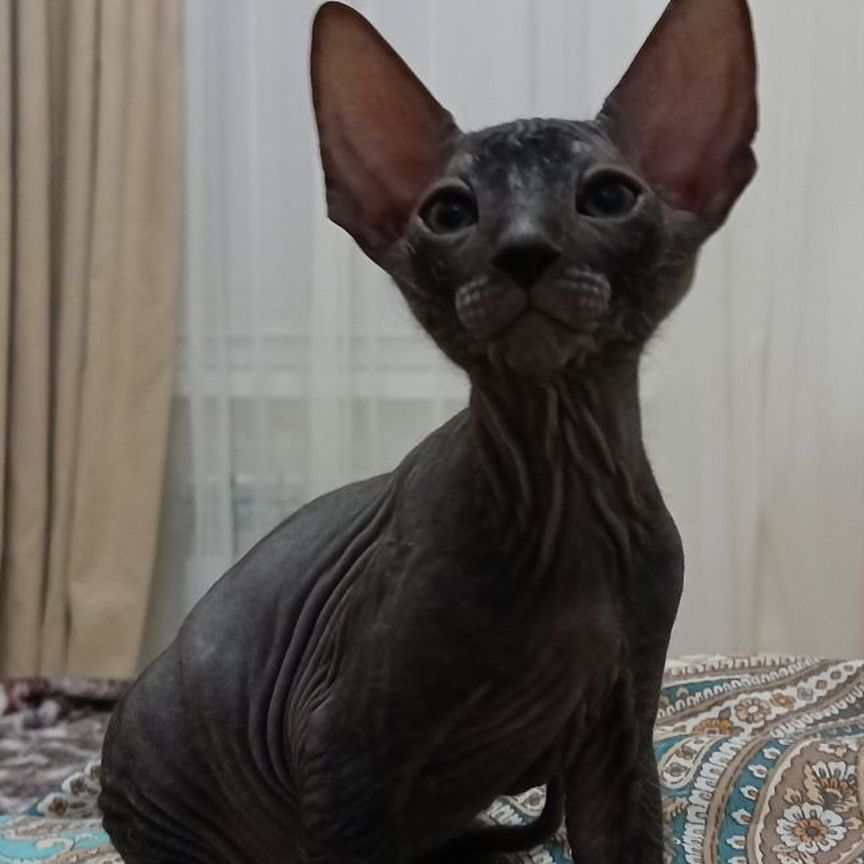 Котята сфинкс