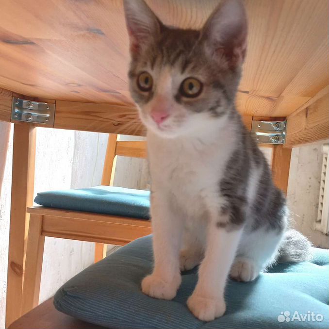 Котенок "Необыкновенное чудо"
