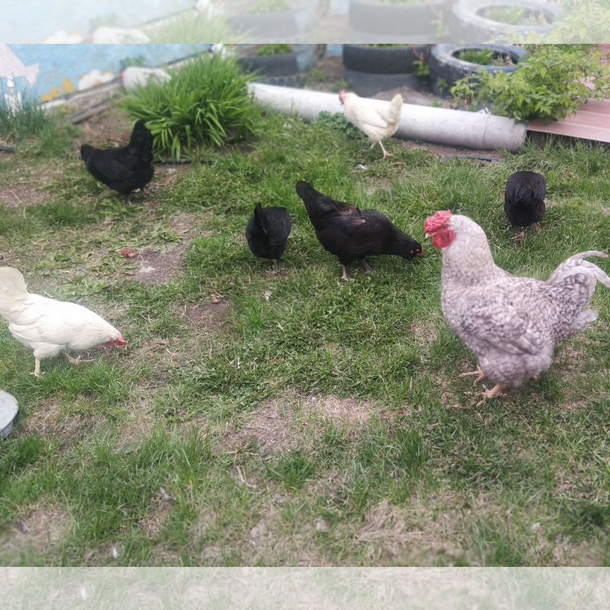 Куры несушки