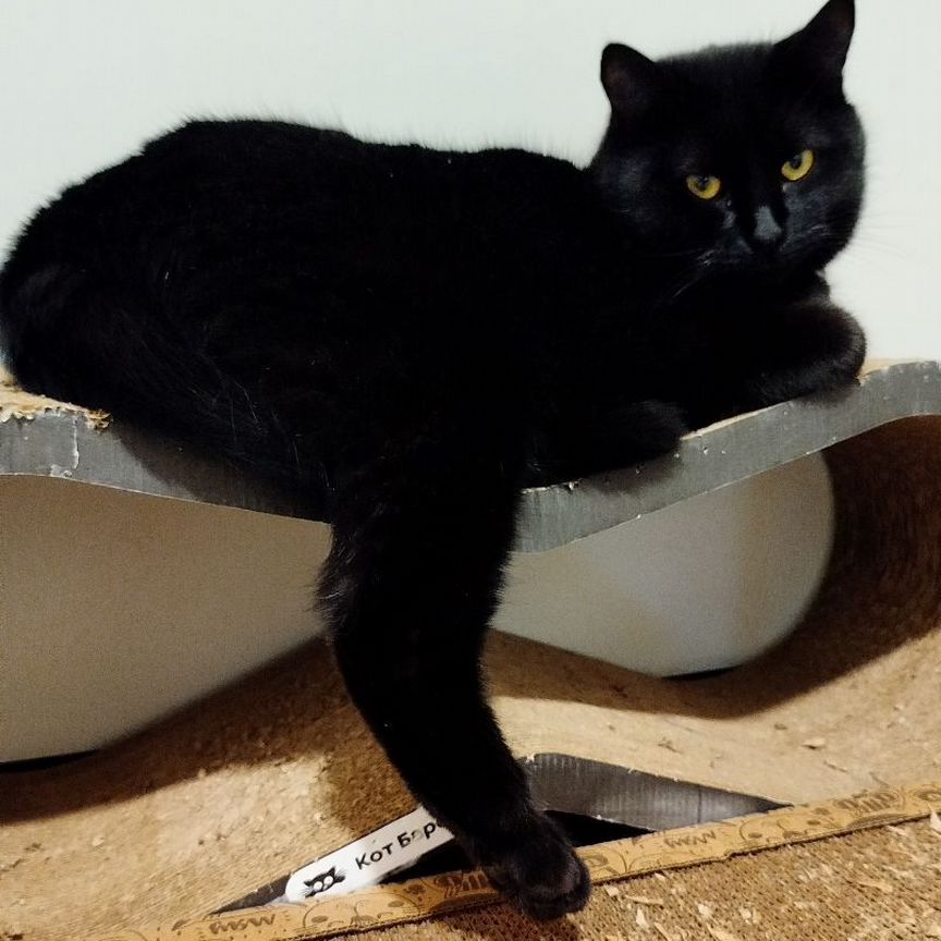 Взрослый кот в добрые руки