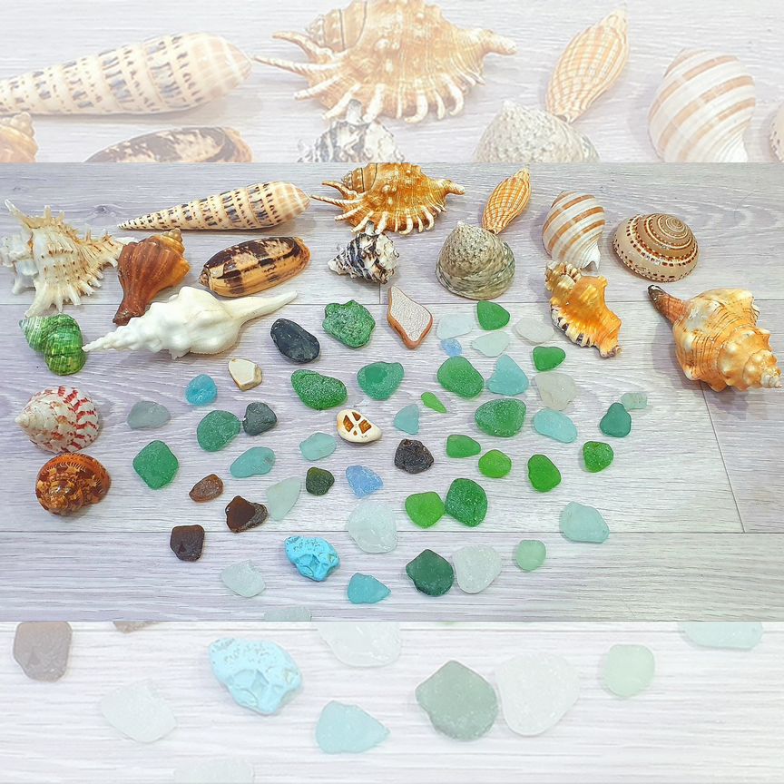 Морские ракушки раковины