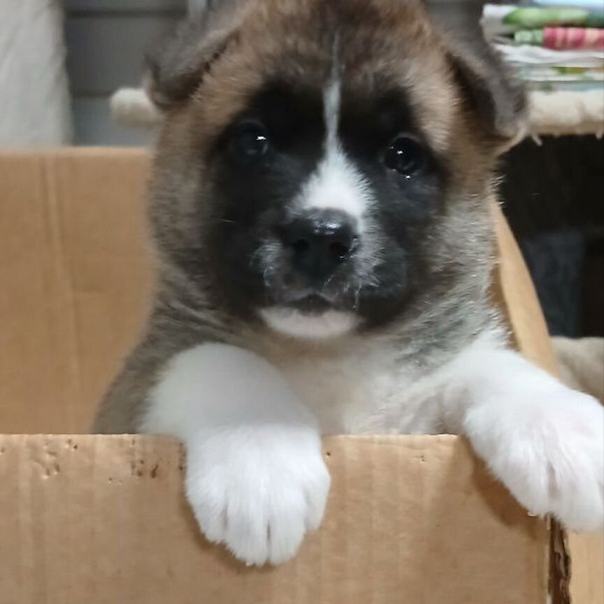 Американская акита, щенок