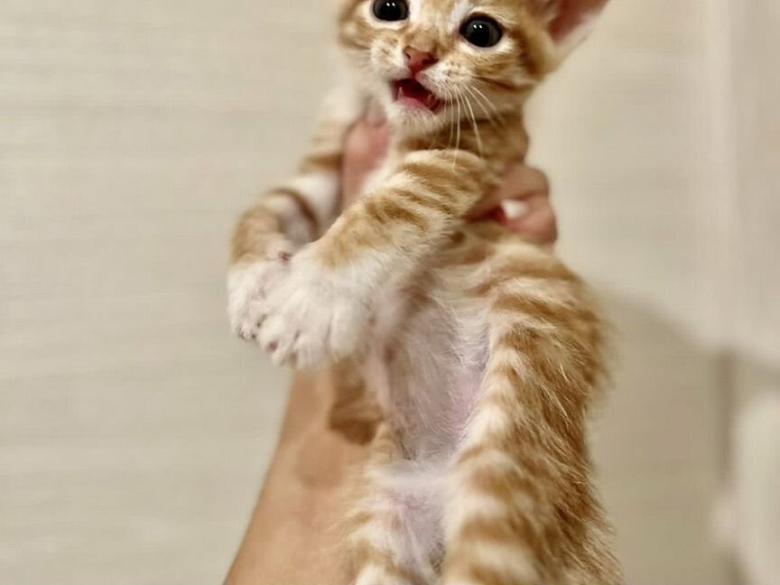 Крошечная рыжая котёнок девочка