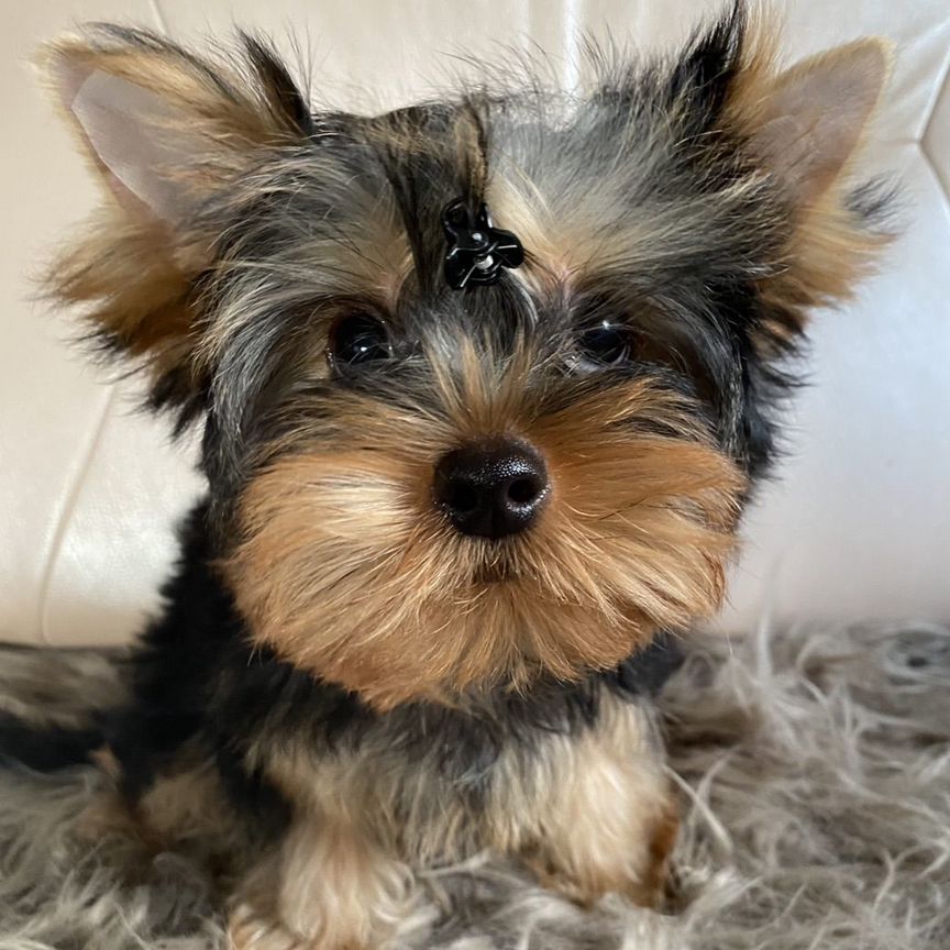 Йоркширский терьер, щенок