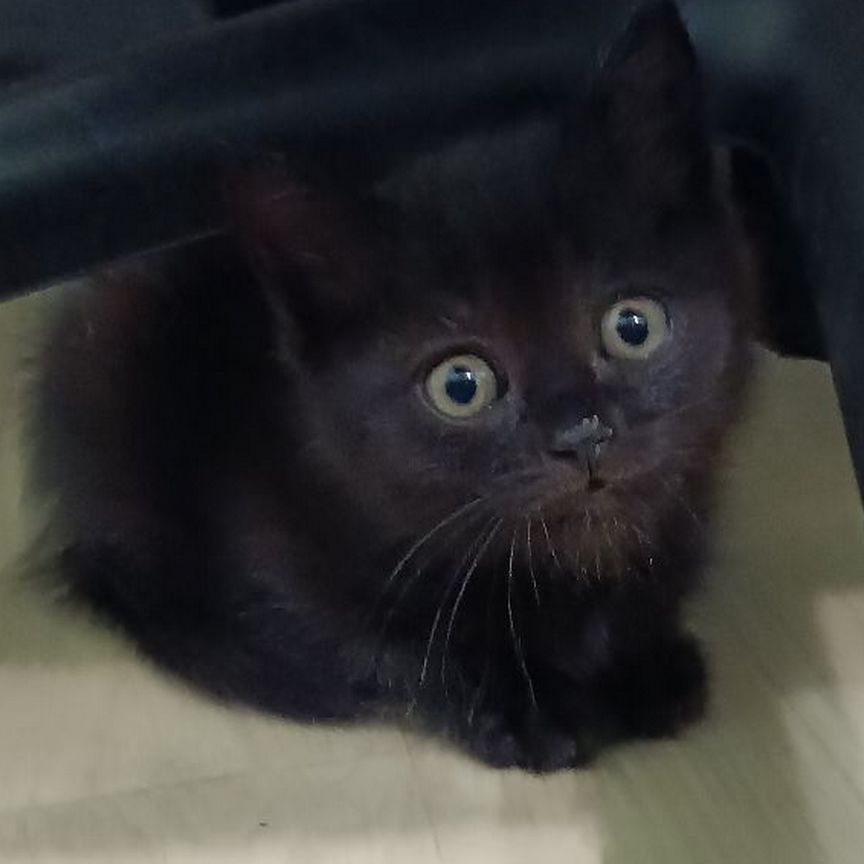 Котенок мальчик в добрые руки