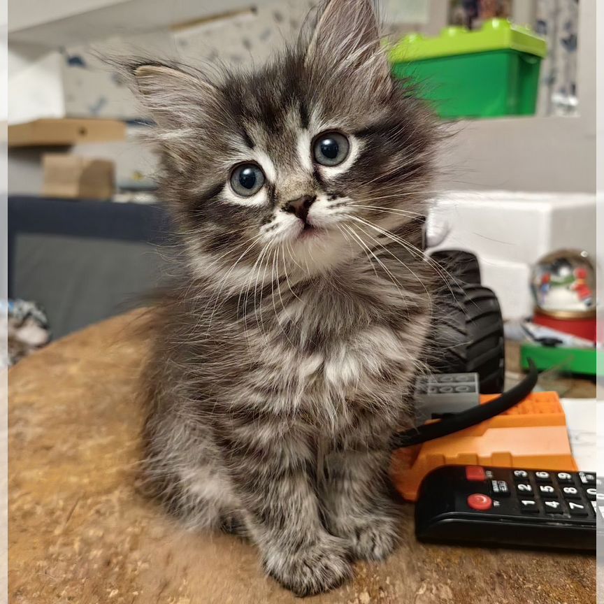 Сибирский котёнок