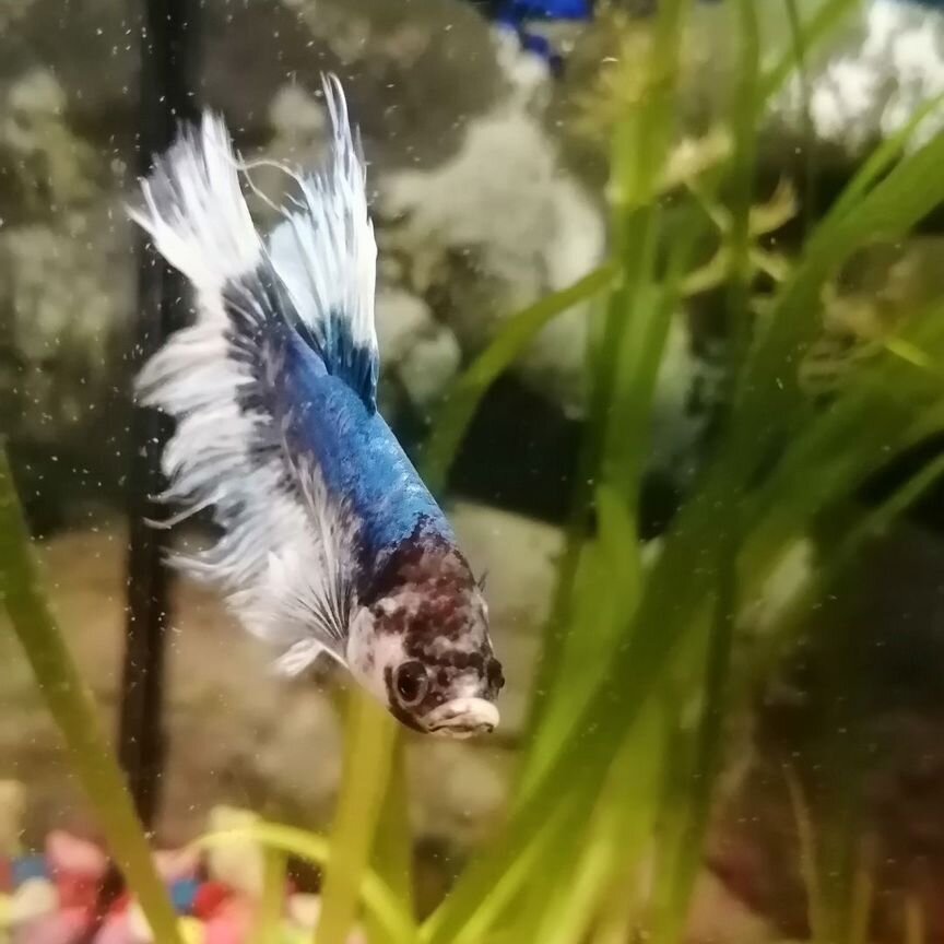 Рыбка петушок бесплатно