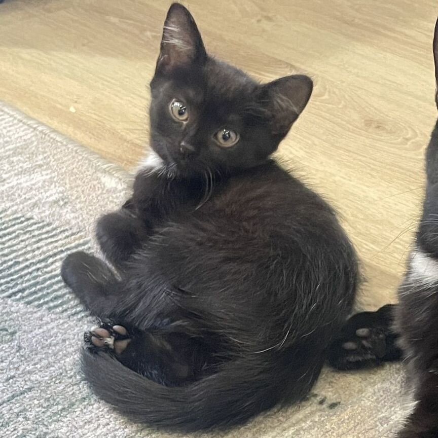 Котёнок в добрые руки