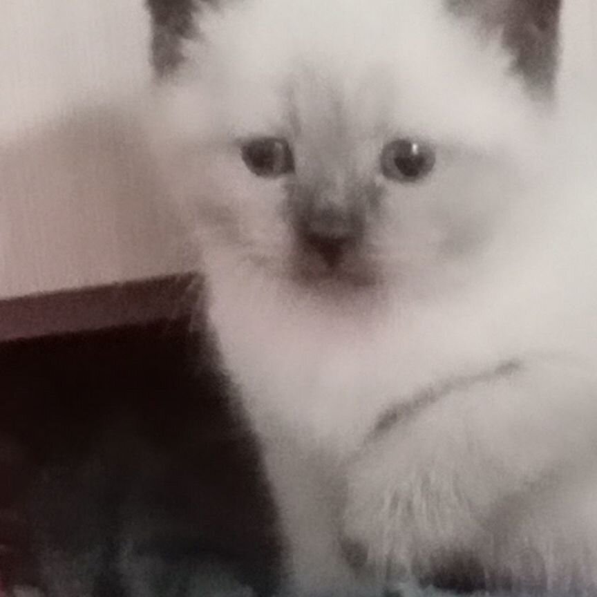 Сиамские котята