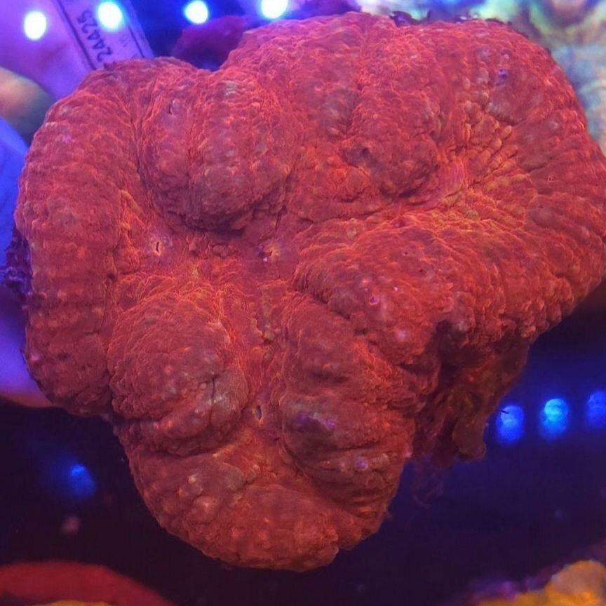 Живой морской коралл Симфиллия Красная