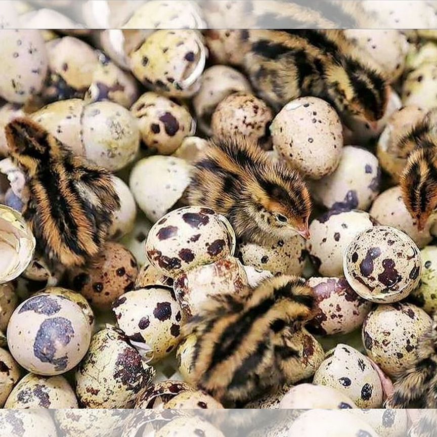 Инкубационное яйцо перепелов, высокое качество от кфх